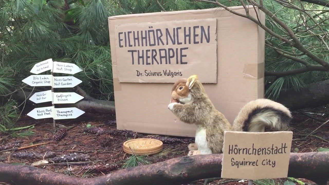 Eichhörnchen Entertainment - Hörnchen Therapie | Squirrel Entertainment ...
