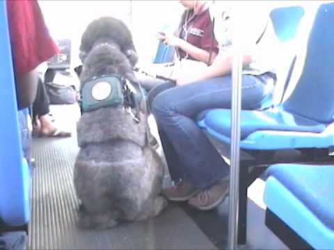 Service poodle public access test part III: bus, friendly dog - YouTube