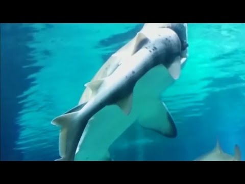 Shark eats another shark at aquarium