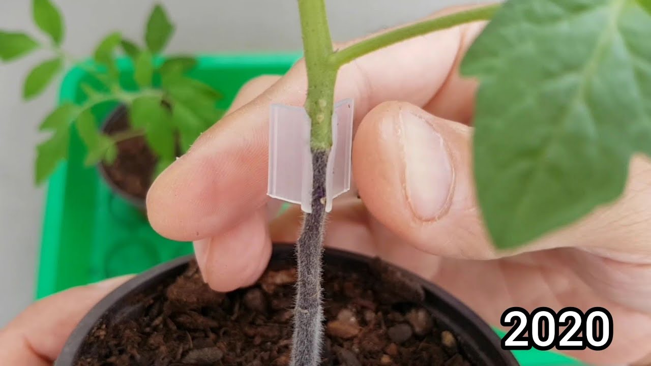 Comment greffer la tomate de A à Z ? 2020 - YouTube