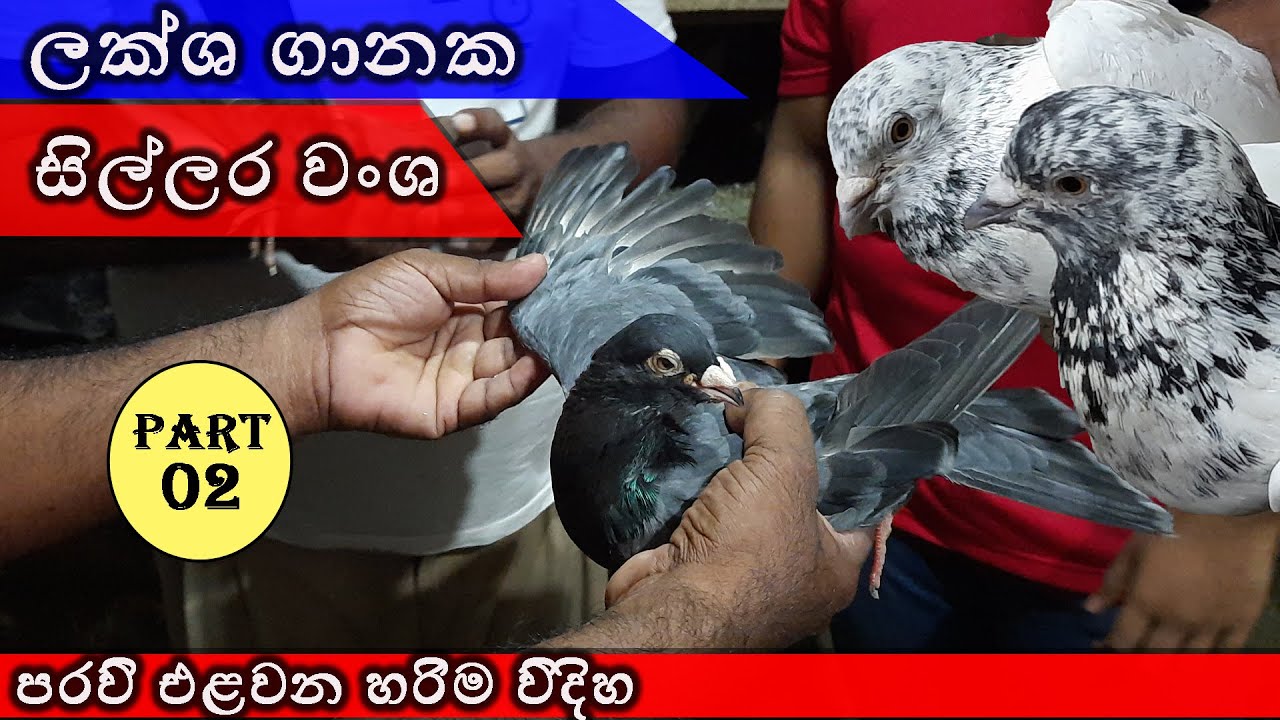 Sinhala paravi review in sri lanka . Best tyming pigeon review .paravi ...