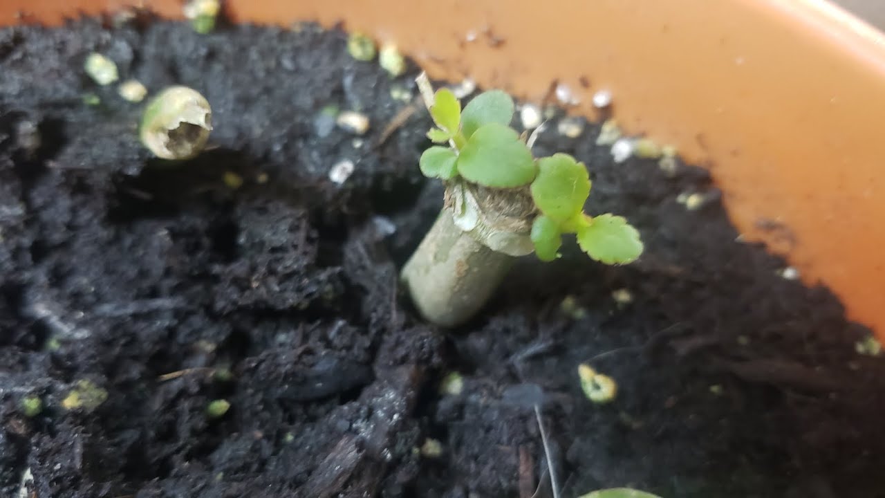 LEAF OF LIFE UPDATE - YouTube