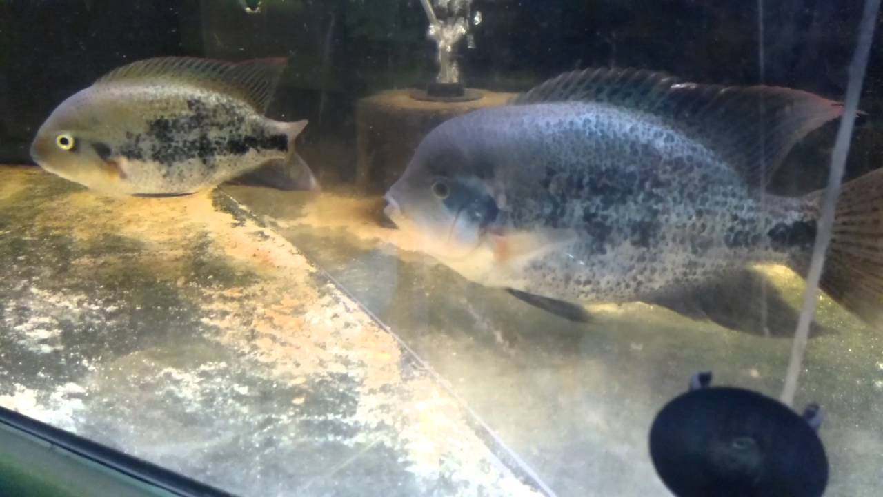 Vieja zonatum, zonata, zonatus o Paratheraps zonatum - YouTube