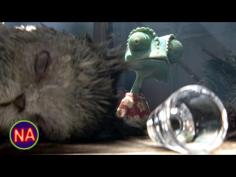Rango Rolls Into Town | Rango
