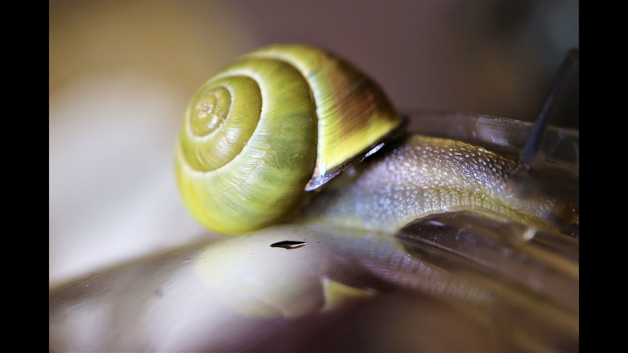 5 Cool Facts About Snails - YouTube