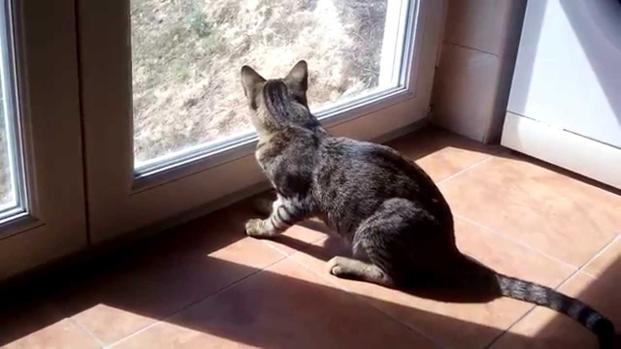 Cat catches and eats flies - YouTube