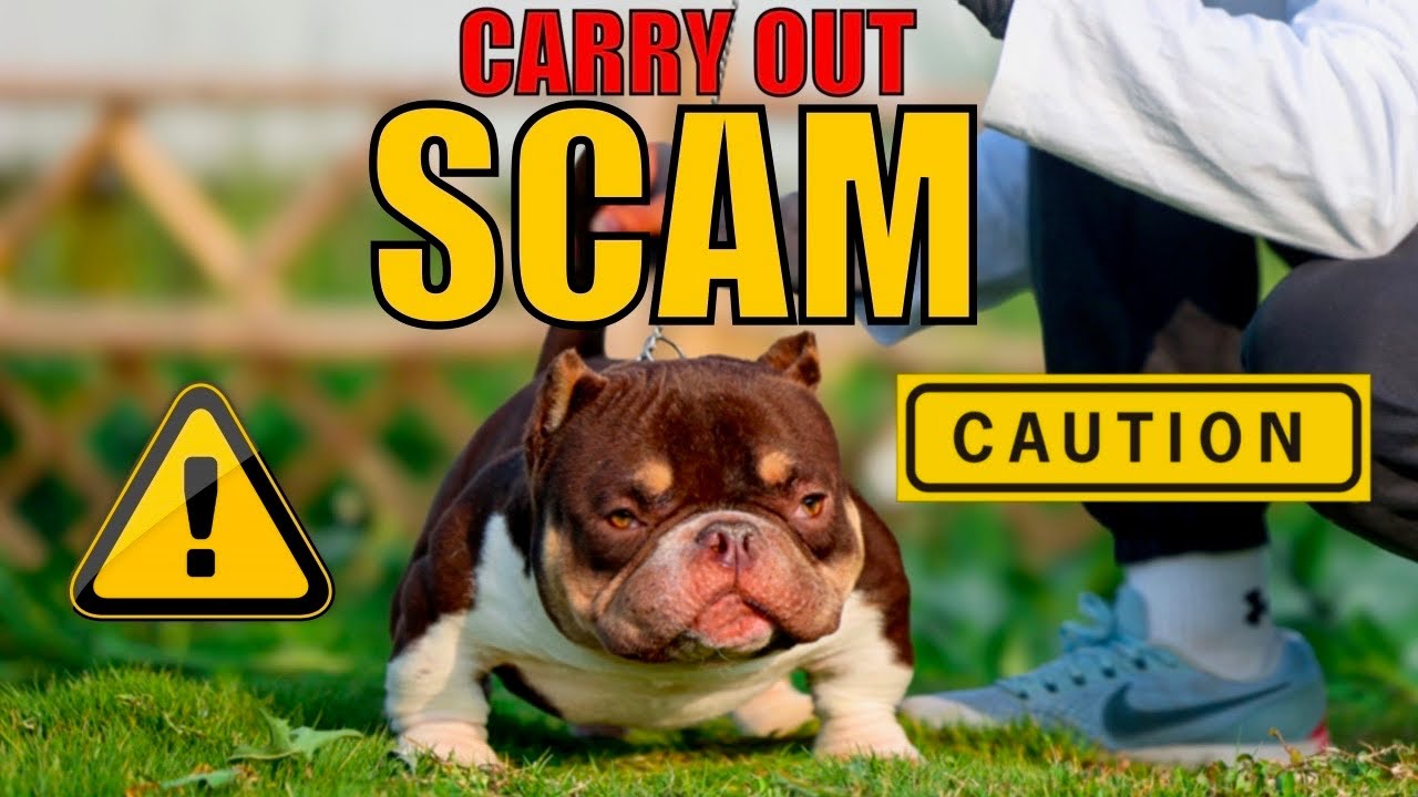 Carry Out Bully/ Bad Bully Breeding Business Owner/Scam - YouTube