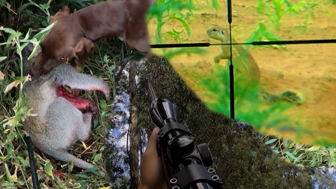 A Week Of .22 Hunting With A Scope-Cam! (Monkey Hunt Included) - YouTube