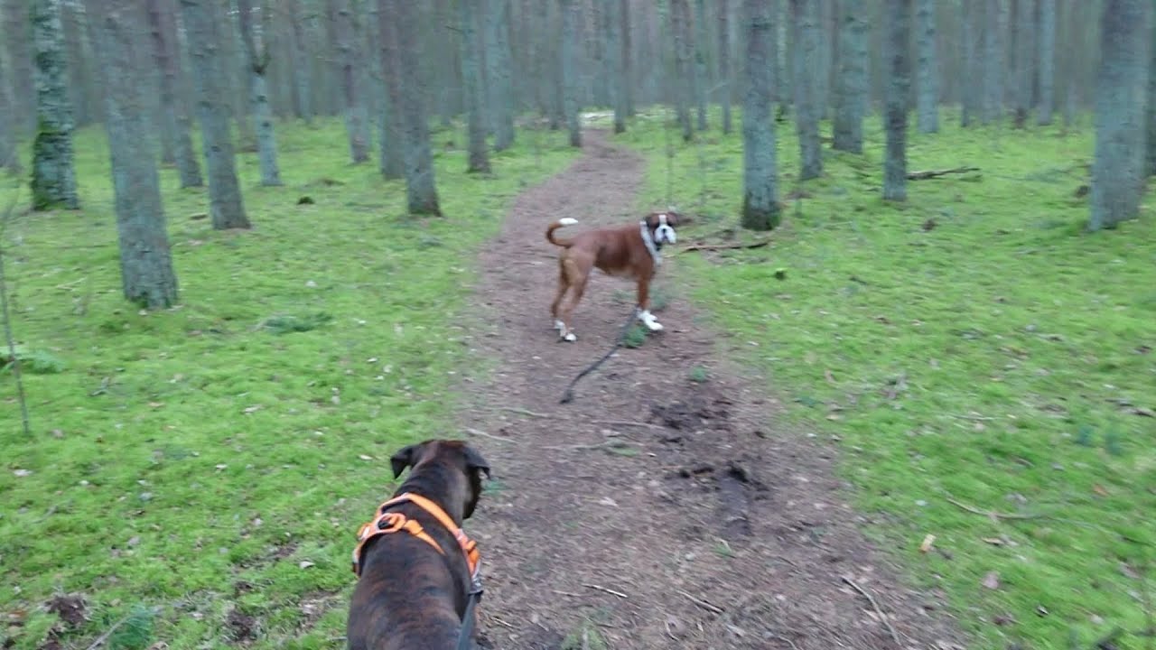 Boxer Rex walking off leash and Sammie pulling in a non-pull-harness ...