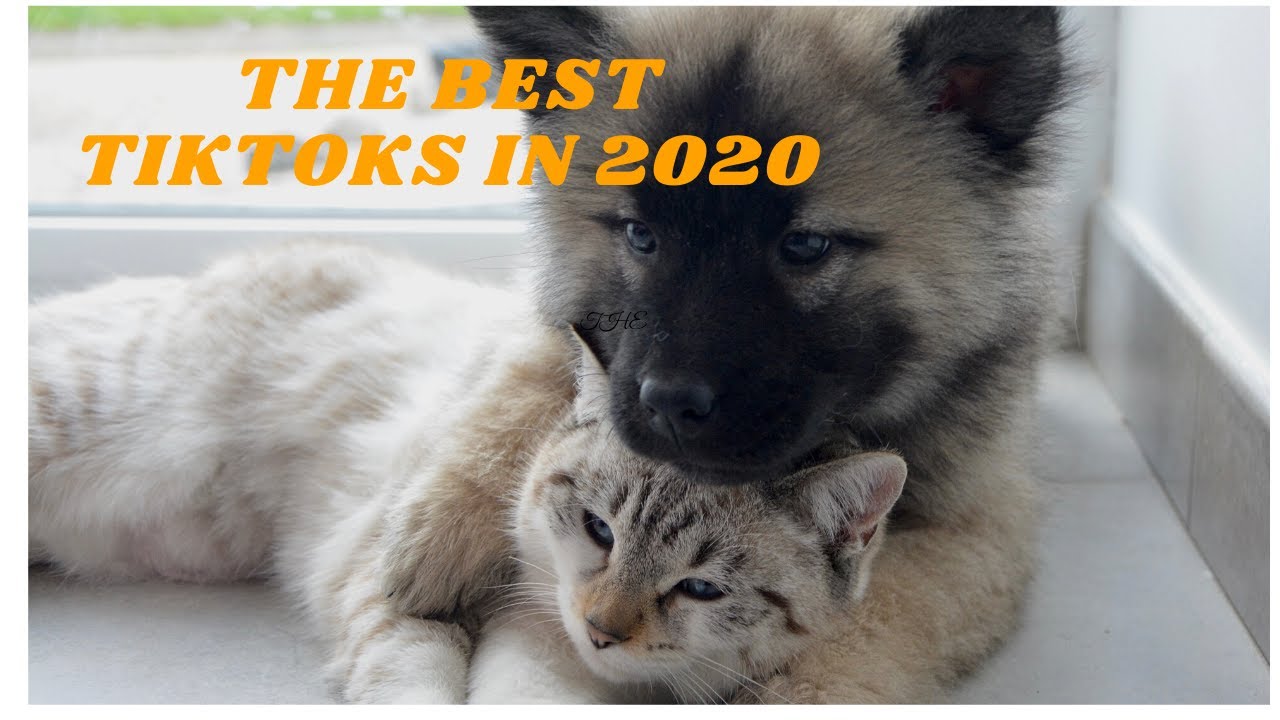 THE 20 BEST TIK TOK MOVIES IN 2020 - YouTube