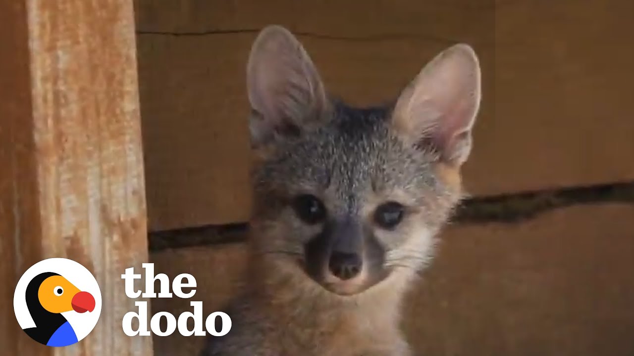Woman Saves Baby Fox Who’s Head Gets Stuck In A Jar | The Dodo Wild ...