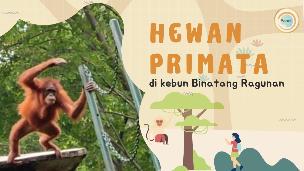 Belajar Mengenal Hewan Primata di Kebun Binatang Ragunan Jakarta - YouTube