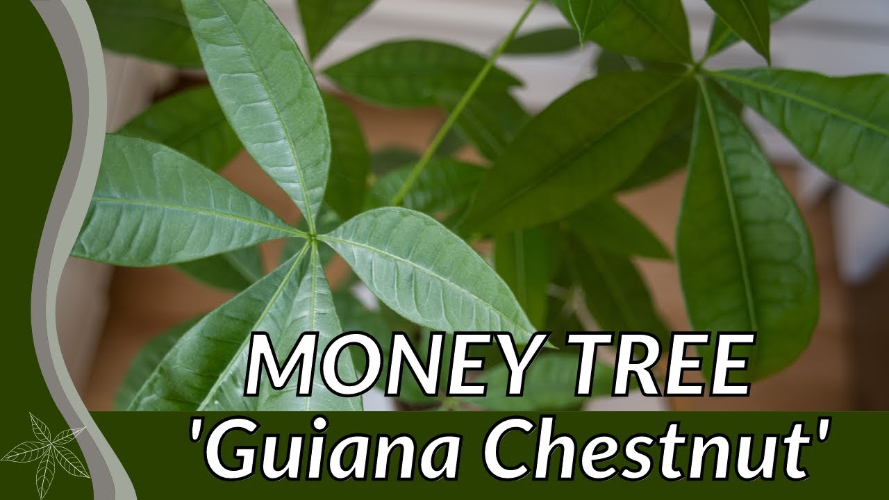 MONEY TREE Growing and Care! "Guiana Chestnut" (Pachira aquatica) 🪴🪴🪴 ...