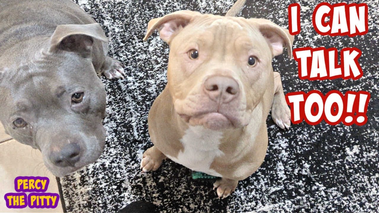 Pitbull Learning How To Talk From The Best On YouTube! His Brother ...