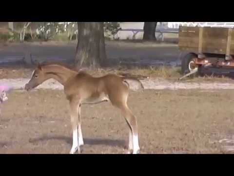 Amazing colt sired by "WH Justice". - YouTube