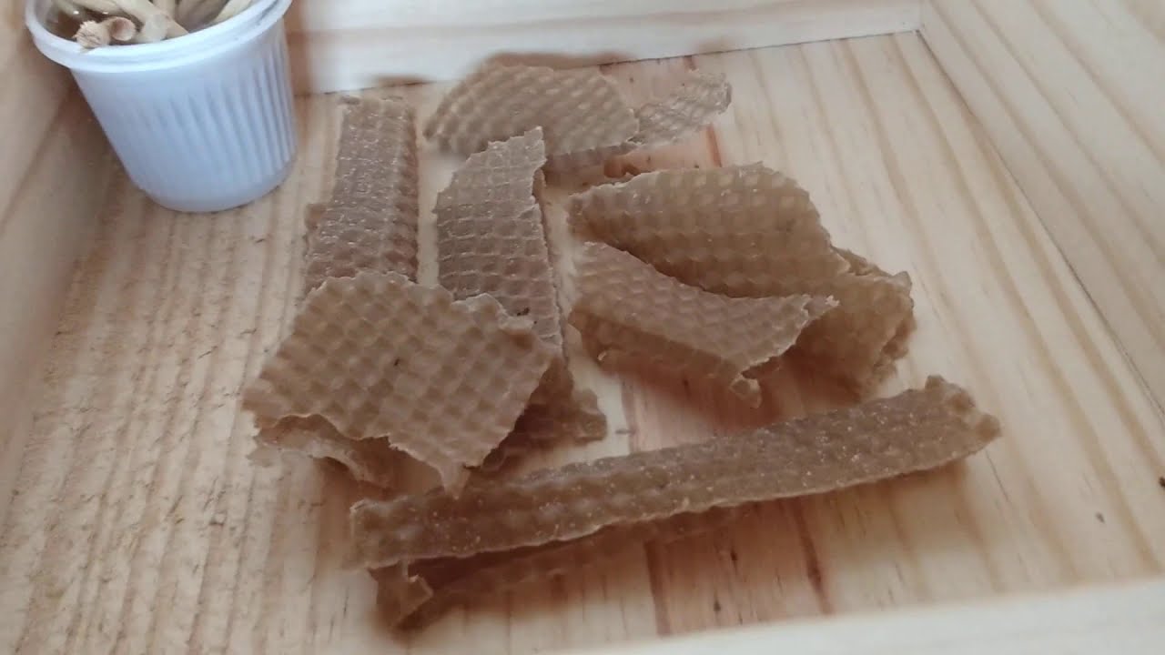 Divisão de Mandaçaia e dicas de manejo - YouTube