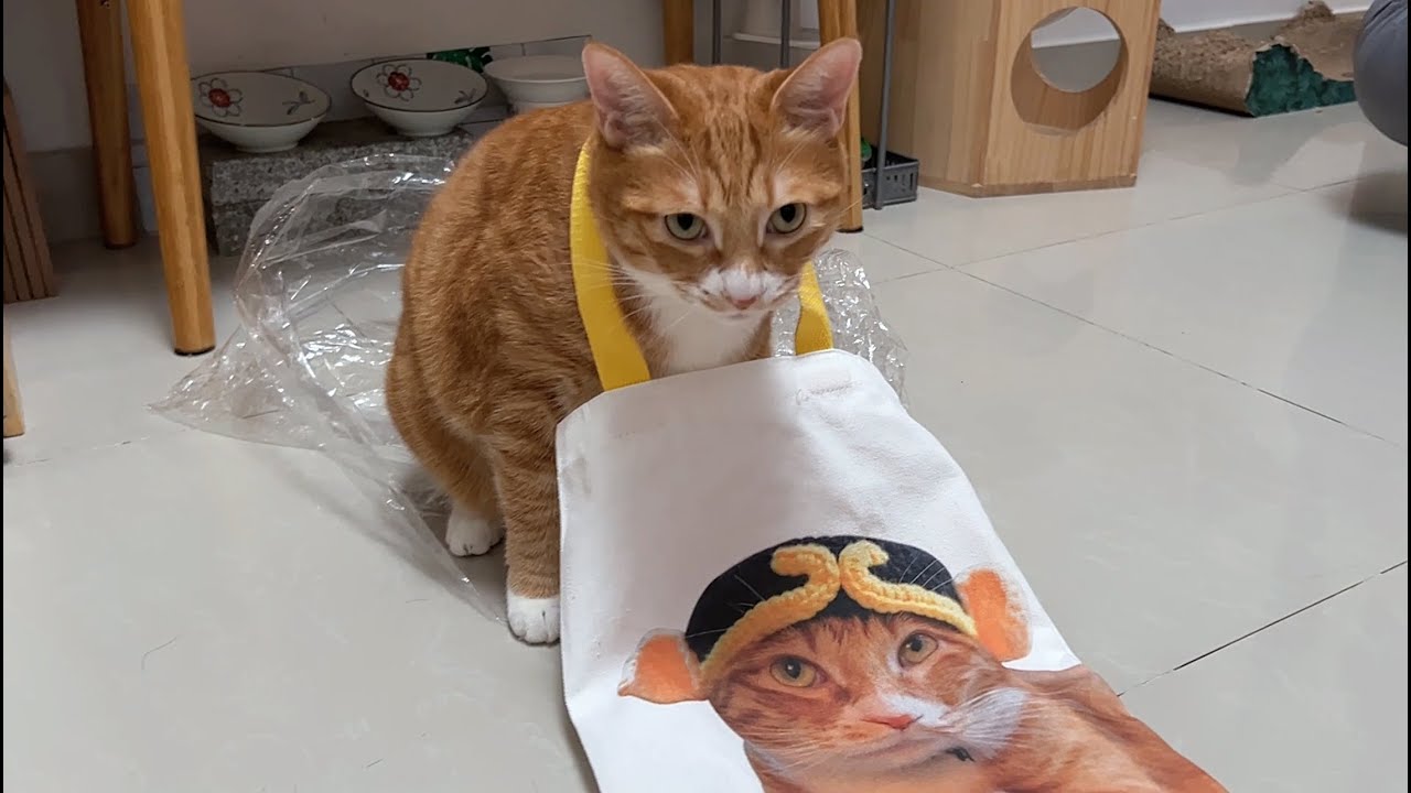 大黄：不敢相信这八戒喵居然是我！ - YouTube