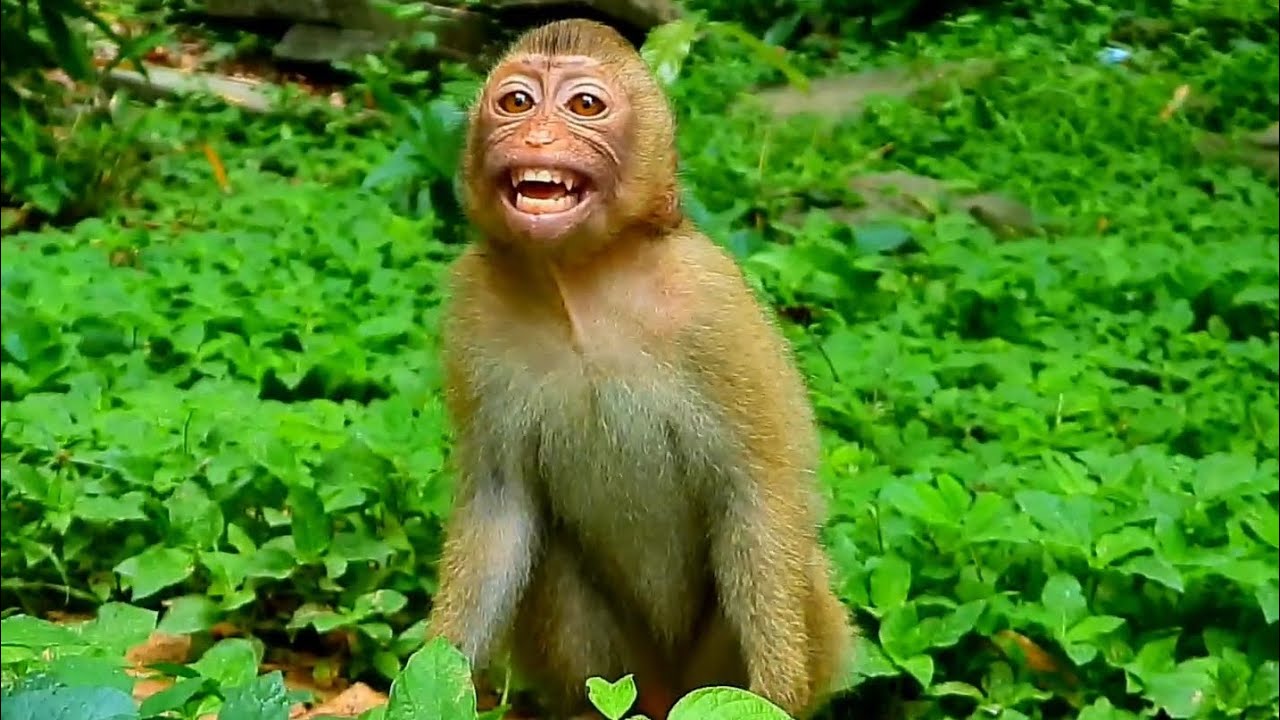 What's crazy, little monkey Angela scream so Loudly. - YouTube