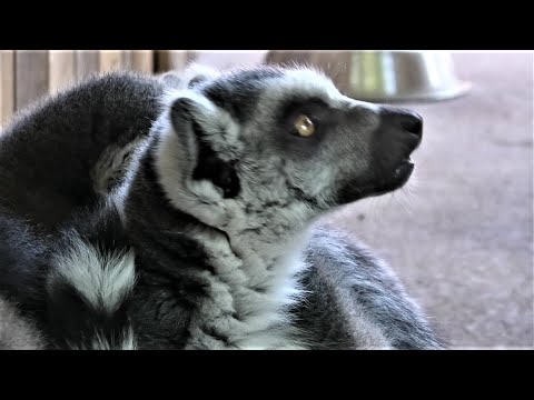 Чудные позы для сна у Лемуров Катти! Один сторож! Wonderful sleeping positions for Cutty Lemurs!