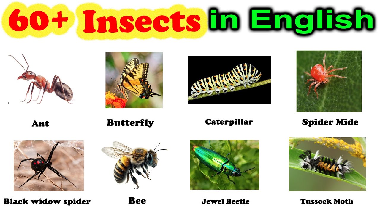 60+ Insects in English | Vocabulary with pictures | English for ...