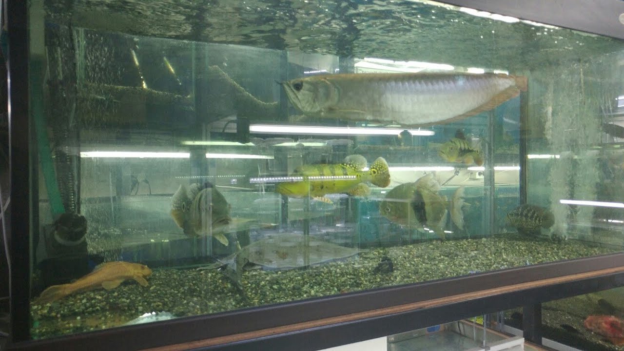 Predator Fish Monster Tank Arowana Stingray - YouTube