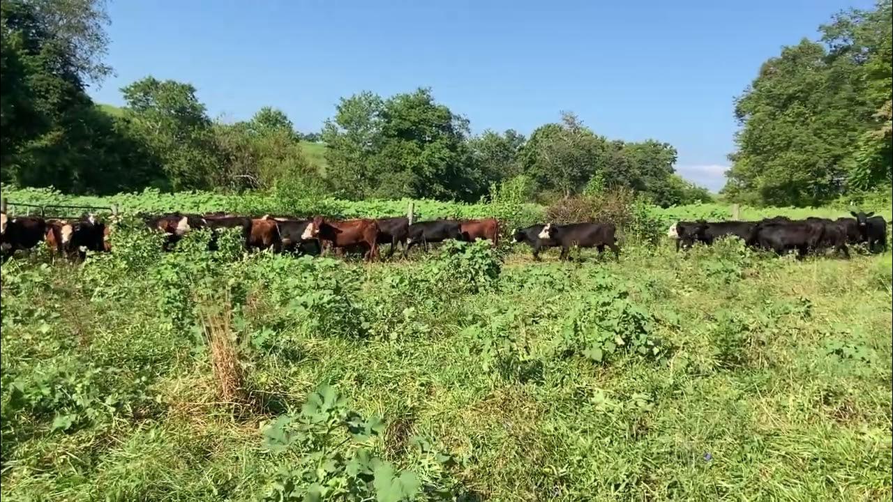 Eldon Farms 9-5-22 Lot 1 - YouTube