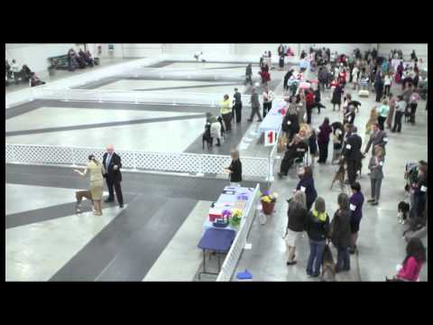 Handlers show off skills at Red Deer dog show