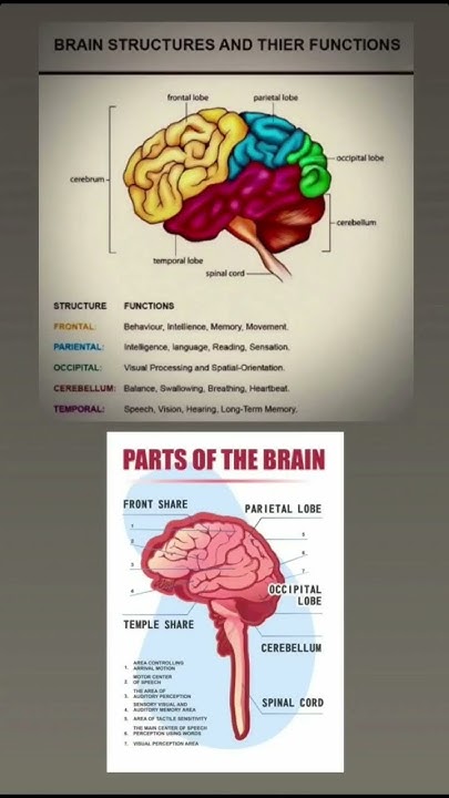 human brain structure and the functions of lobes #biopsychology - YouTube