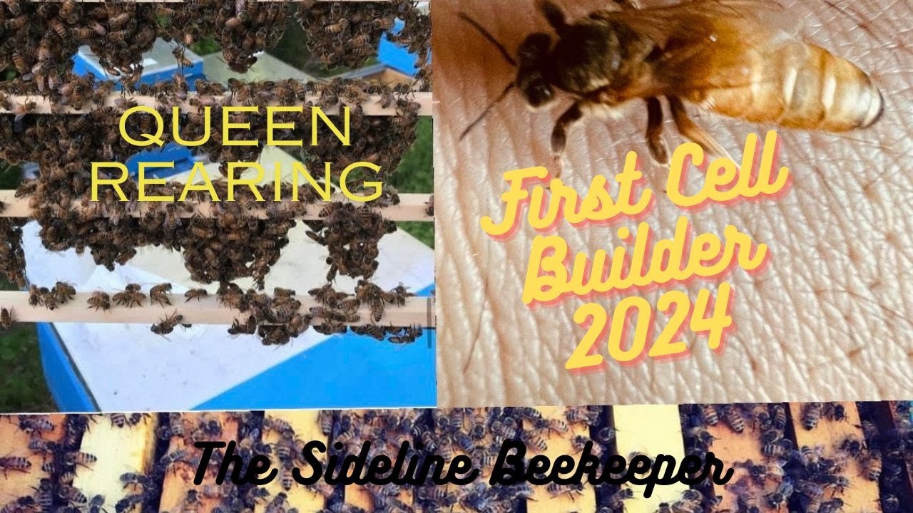 Beekeeping: First Cell Builder 2024 | Queen Rearing - YouTube