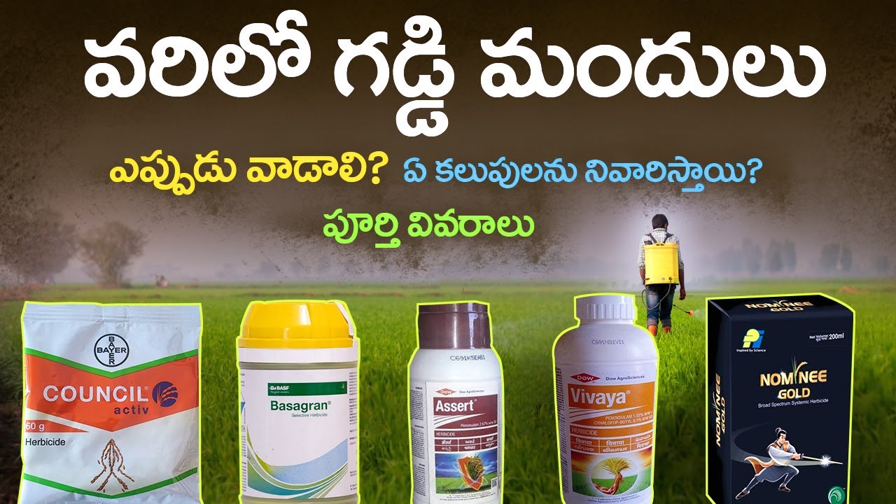 Council Active Herbicide | Vivaya Herbicide | Officer Herbicide | Paddy ...