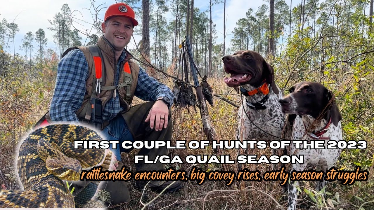 First few WILD FL/GA Quail hunts of the 23' season! - YouTube