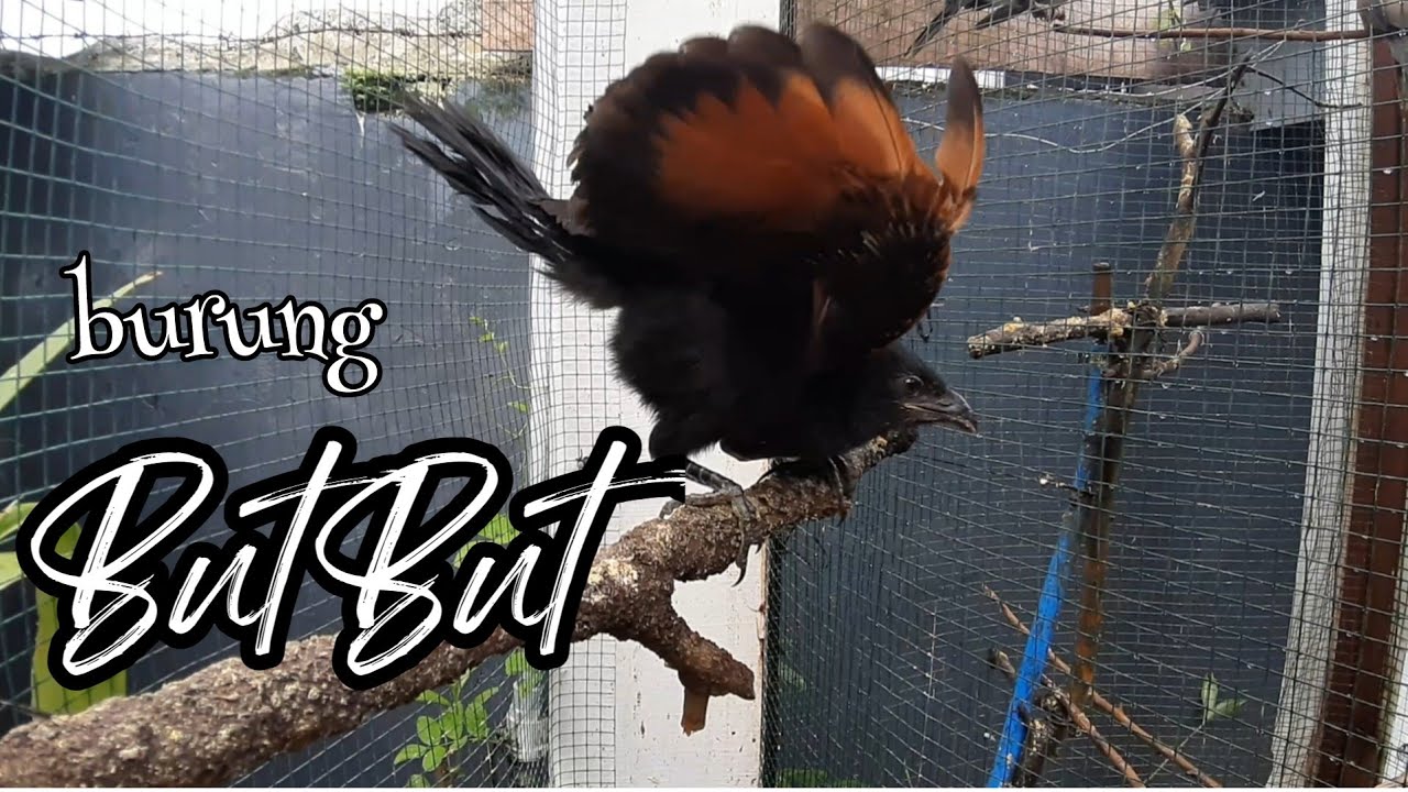 Bubut Alang-Alang | Centropus bengalensis - YouTube