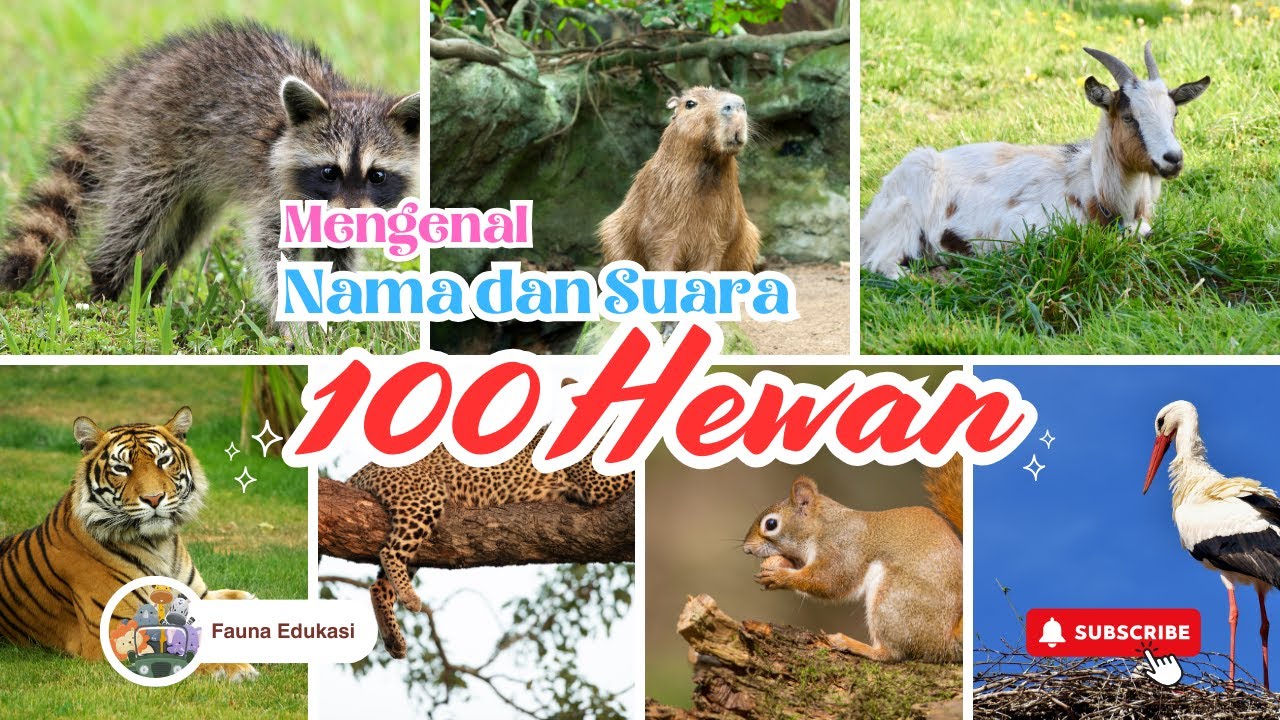 Belajar Mengenal Nama nama Hewan untuk Anak anak Rakun, Kapibara ...