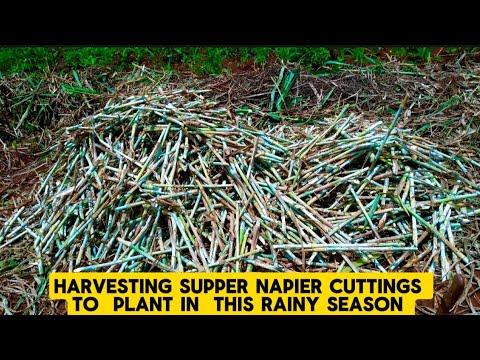 BEST METHOD TO MAKE SUPPER NAPIER CUTTINGS @chrismwangi5645 - YouTube