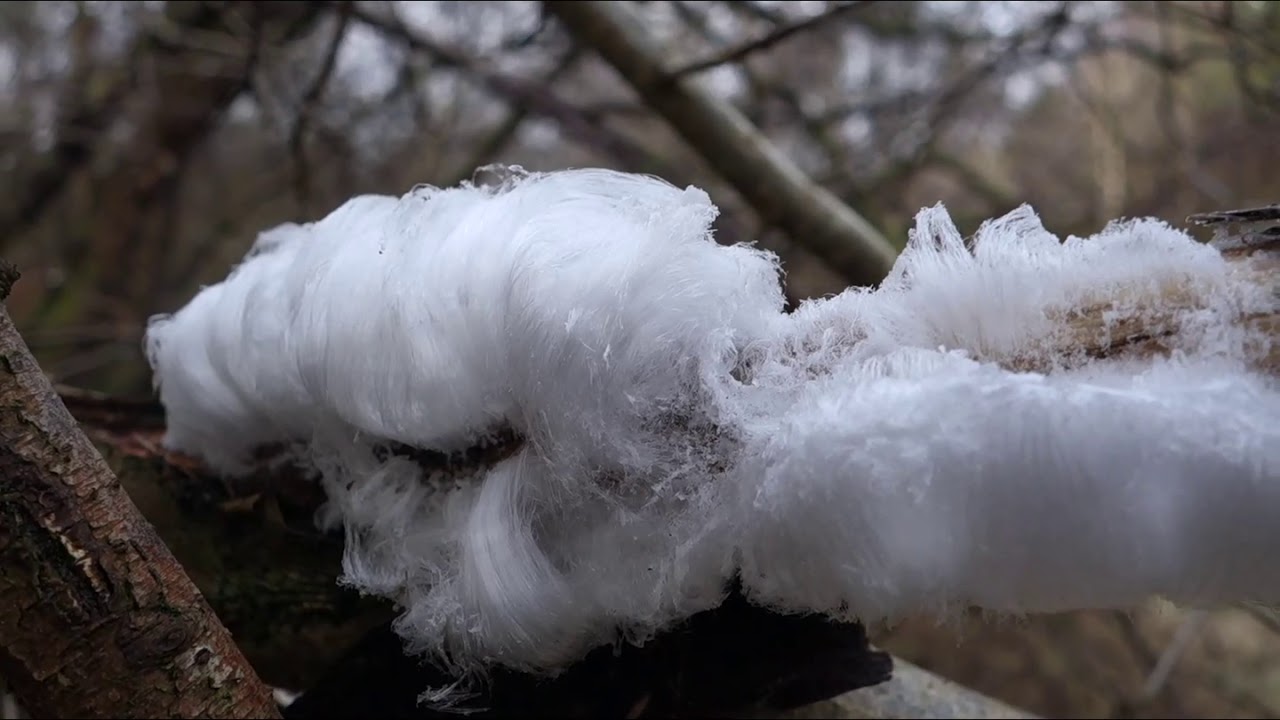 Hair ice - a most unusual natural phenomenon - YouTube