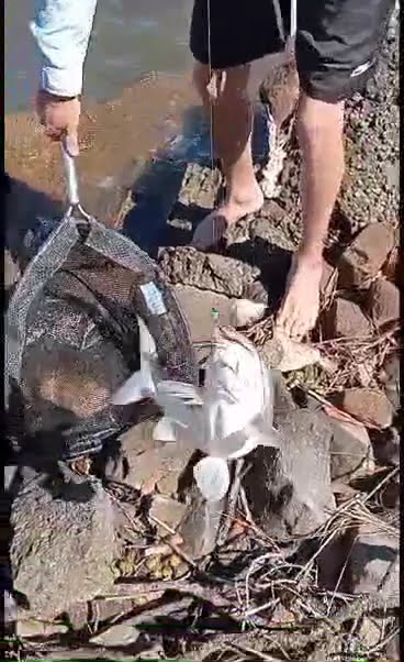 🔥Silver tail Catfish AKA Dogfish Up the Doggies🔥 #fishingchannel # ...