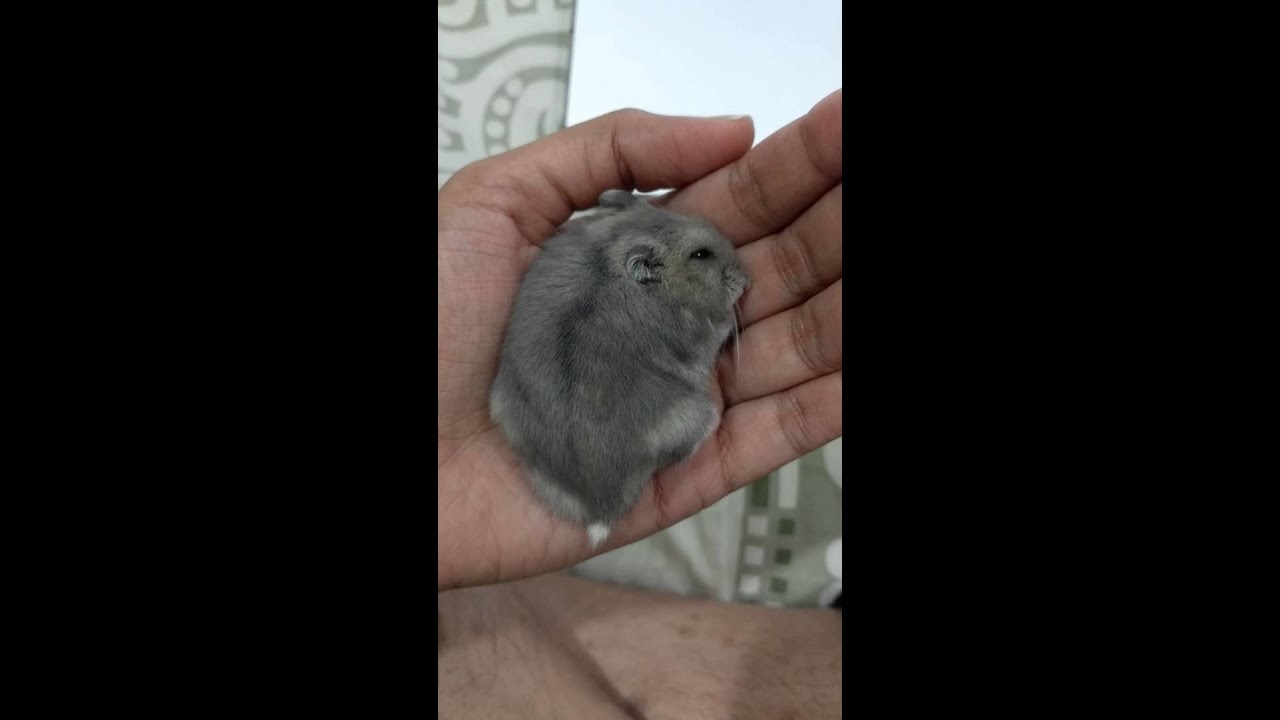 Dwarf hamster sleeping and breathing heavily - YouTube