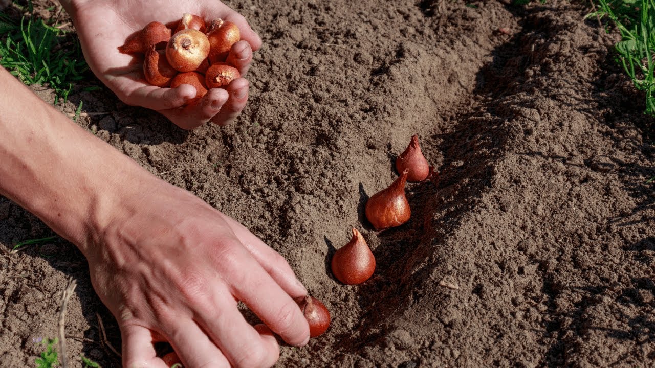 🧅 Guide to Organic Onion Farming | Tips for Successful Onion ...