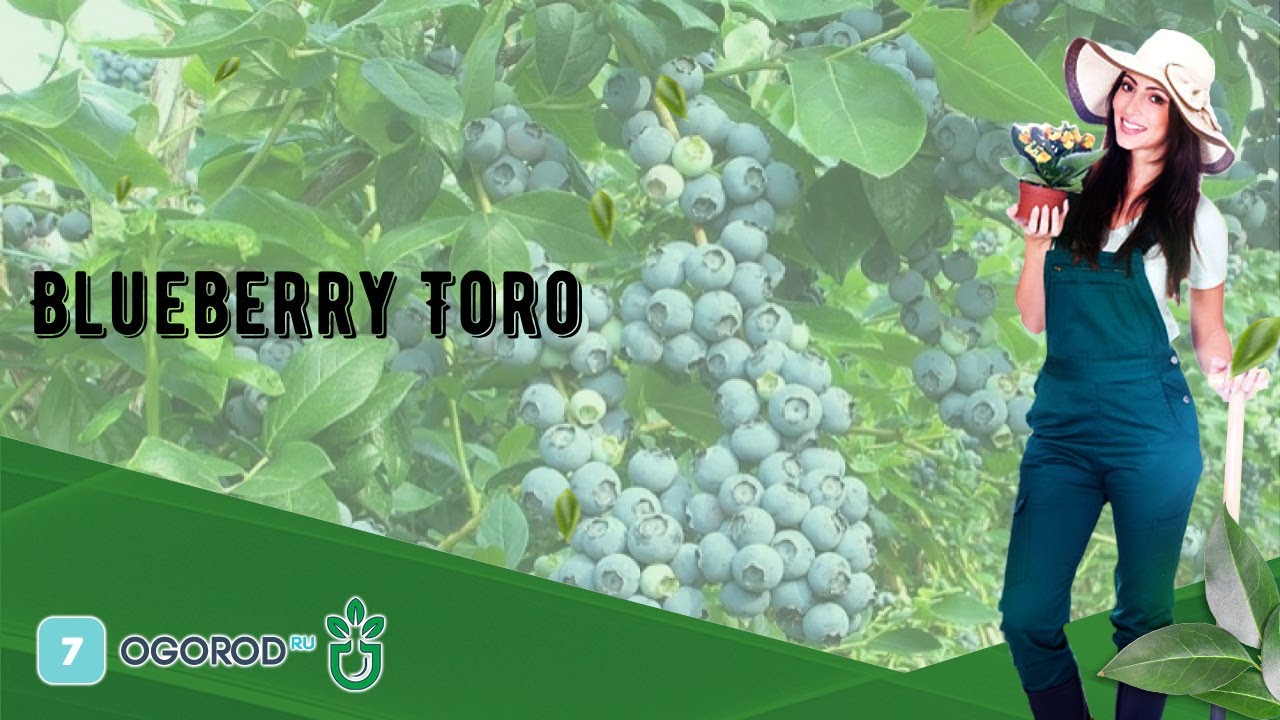 Blueberry Toro - YouTube