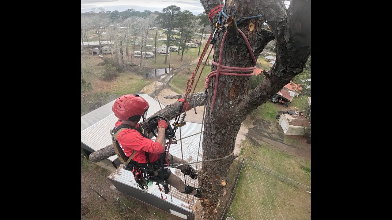 Dead crispy pine tree removal. Solo rigging over a house and power lines. - YouTube