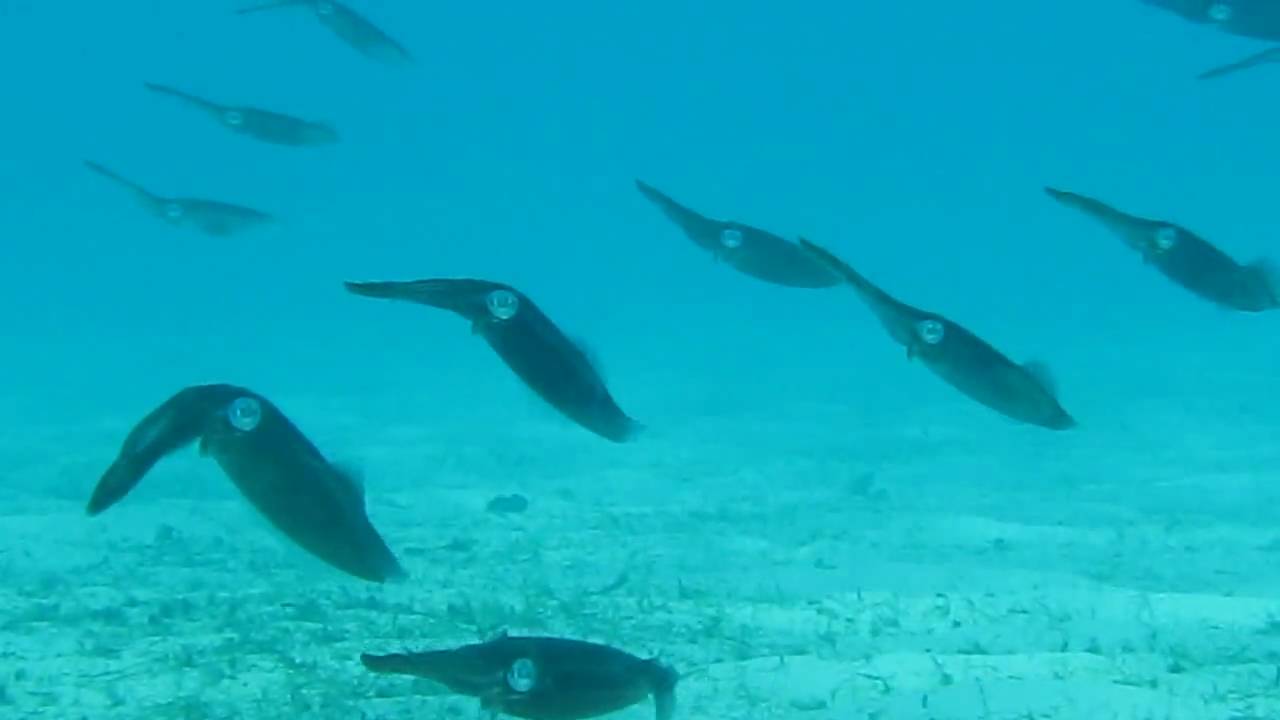 School of squid - YouTube