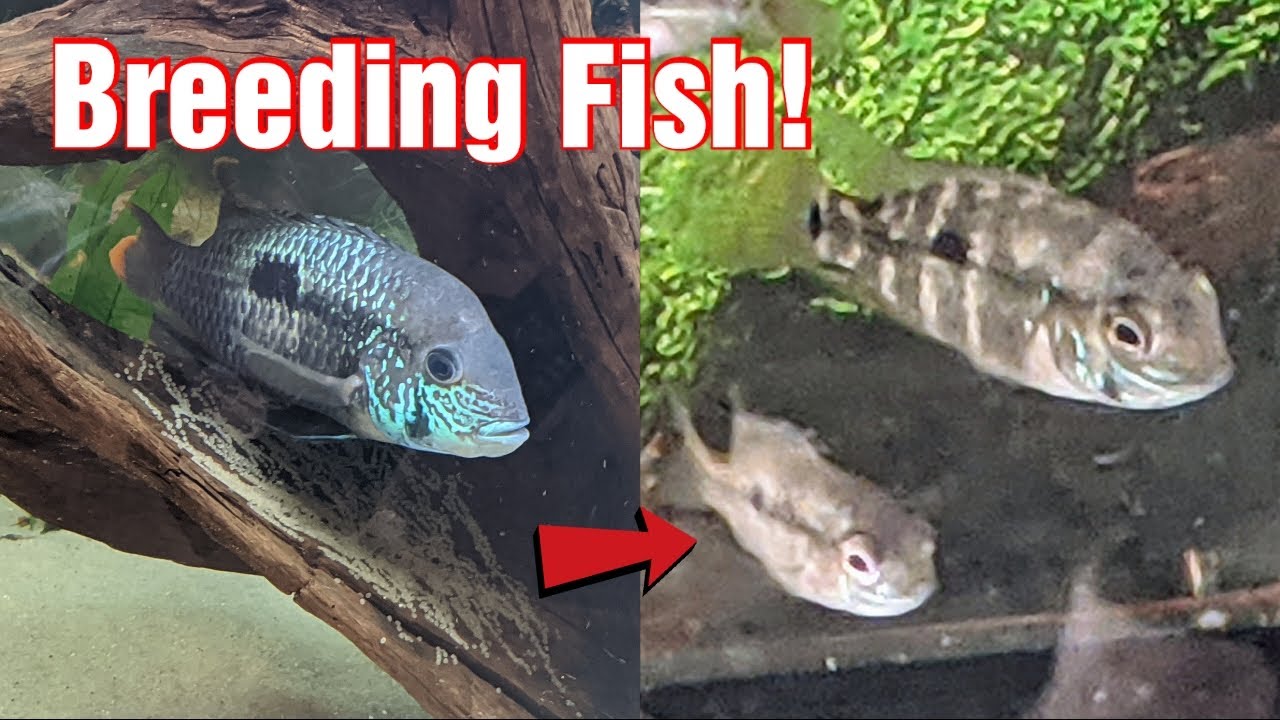Thinking of Breeding Fish? Here's a Glimpse Into the Time Commitment ...