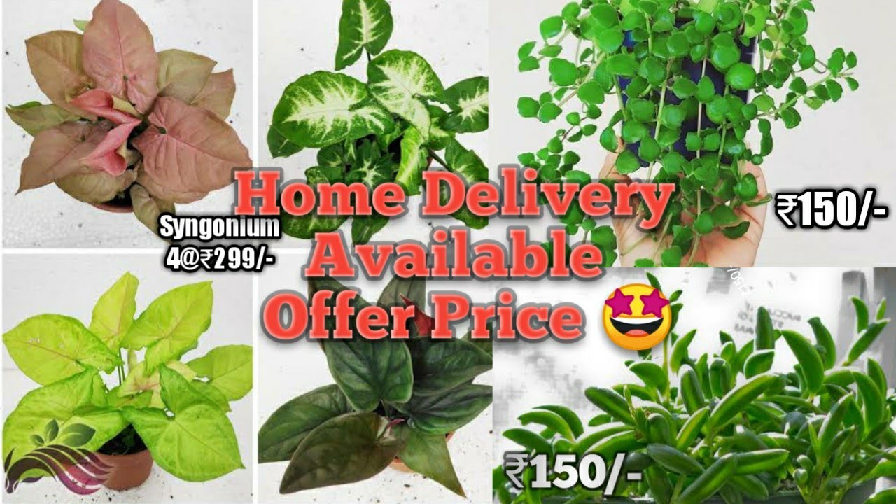 Plant Nursery Visit, Plants price with names //Buy Plants at Low Prices ...