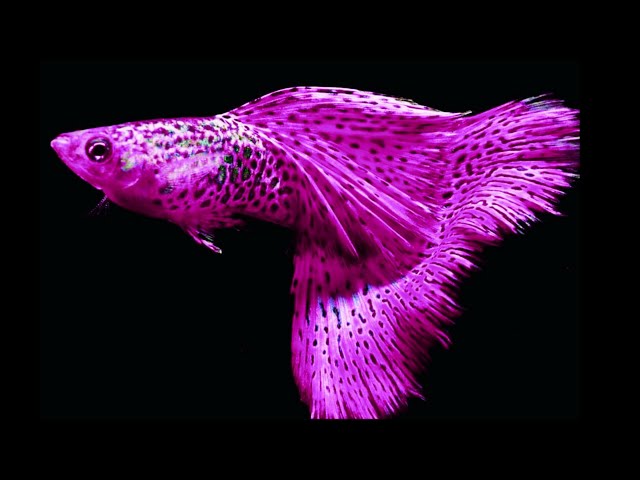 Pink Guppy