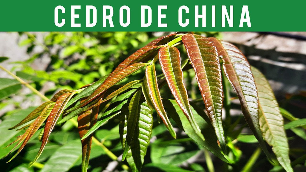 🔴CEDRO de CHINA-PLANTAS COMESTIBLES (香椿) (XIANG CHUN) (CHINO/CHINESE ...