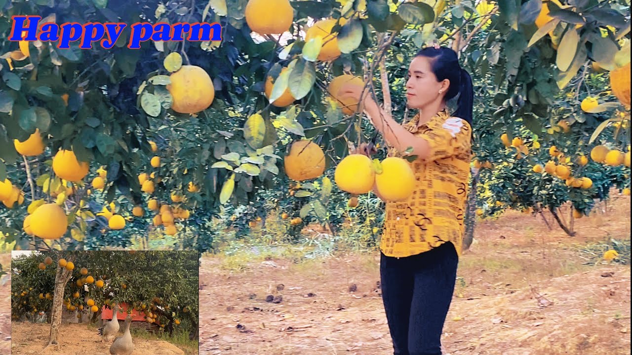 The grapefruit garden is in disarray preparing to welcome spring 2025 ...