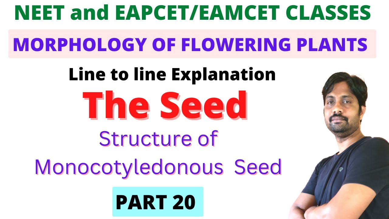 Monocotyledonous seed Structure || Morphology of Flowering Plants Line ...