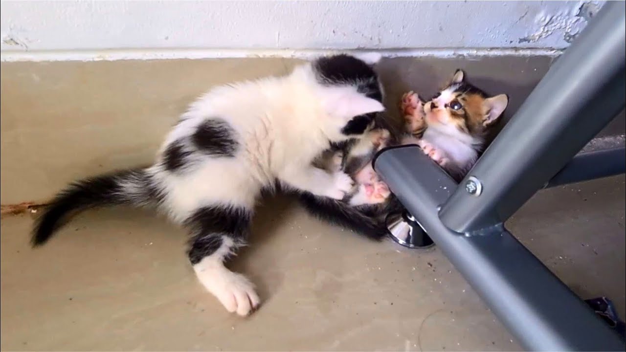 Baby Kitten Angry Slapping Two Innocent Kittens - Cutest Fight In The ...