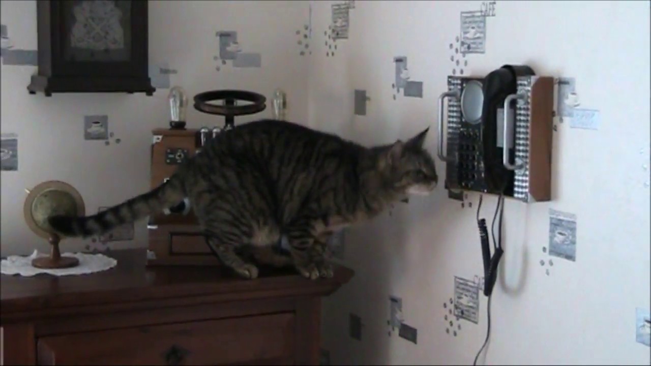 Mein Kater Filou will telefonieren My Cat Filou wants to answer the ...