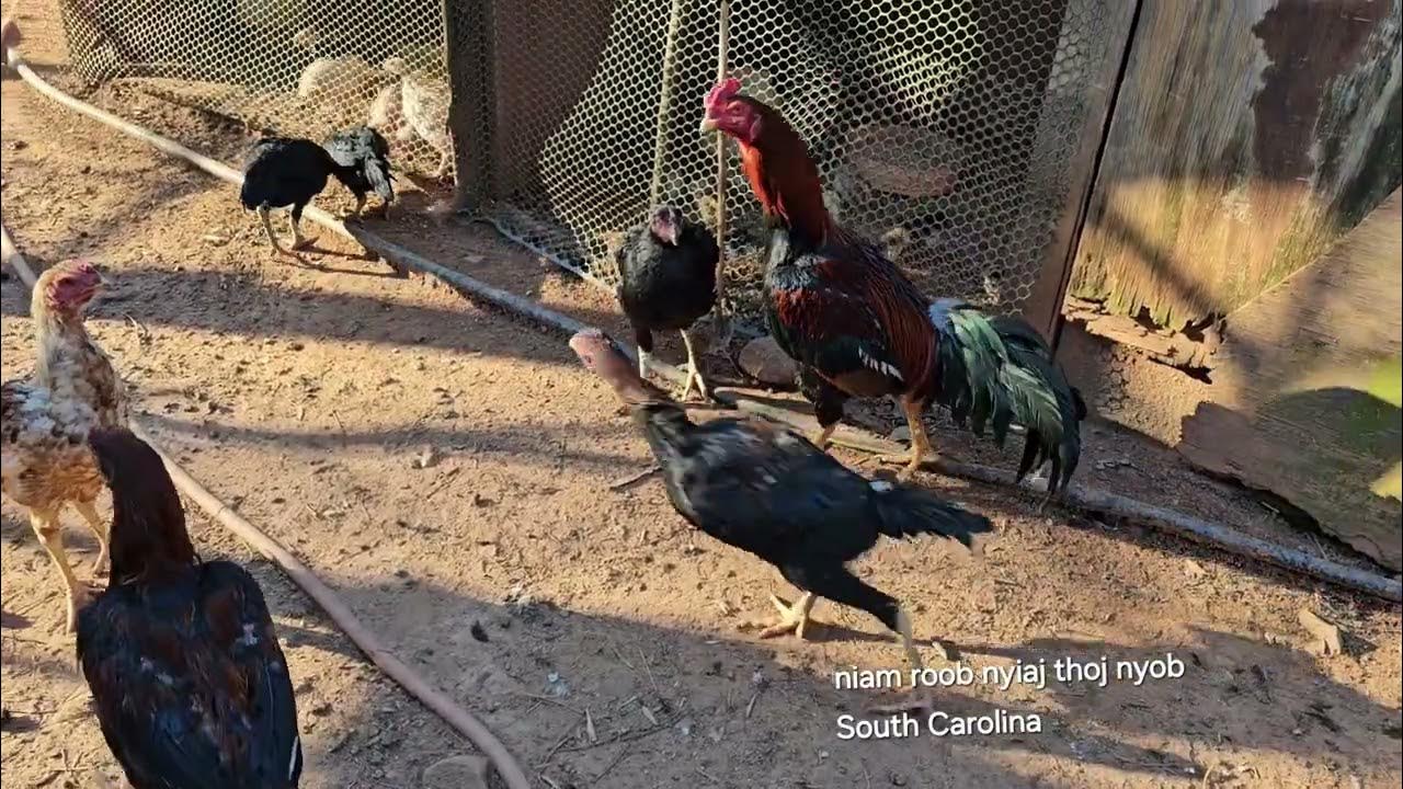 Qaib Thaib Ej Ej Ej 1/25/2024 - YouTube